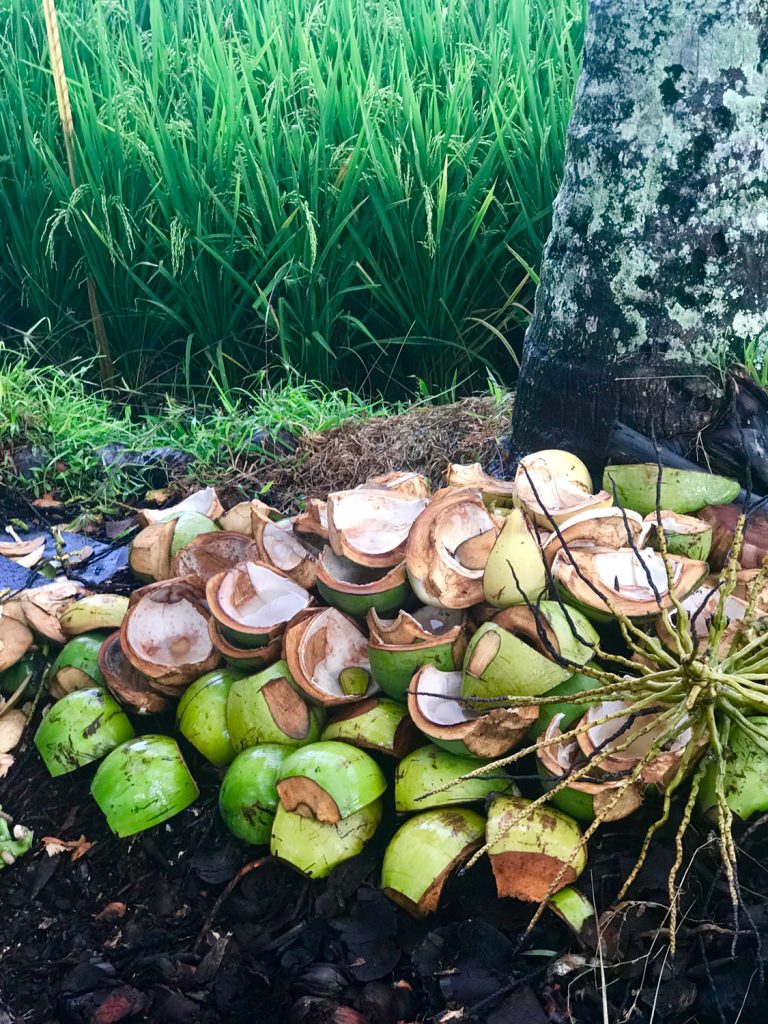 Coconut Oil Distilling Tour – Ubud Botany Interactive