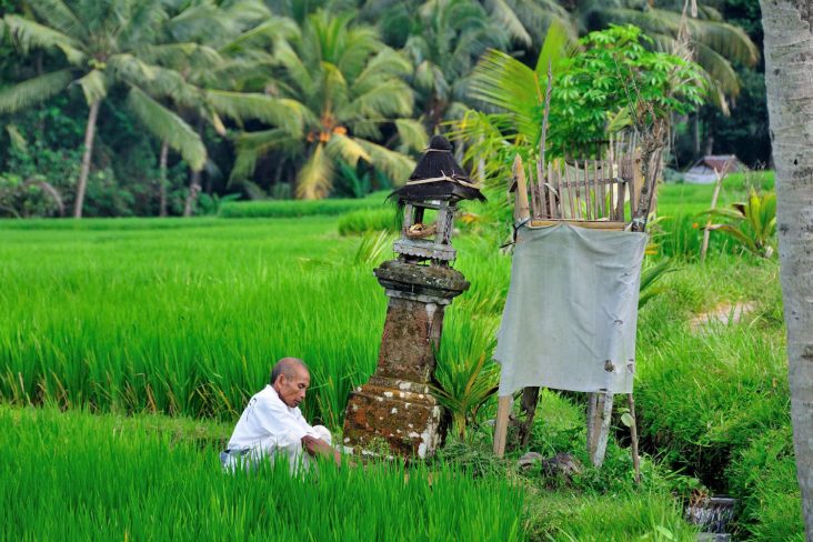 A Walk in the Rice Fields – Ubud Botany Interactive