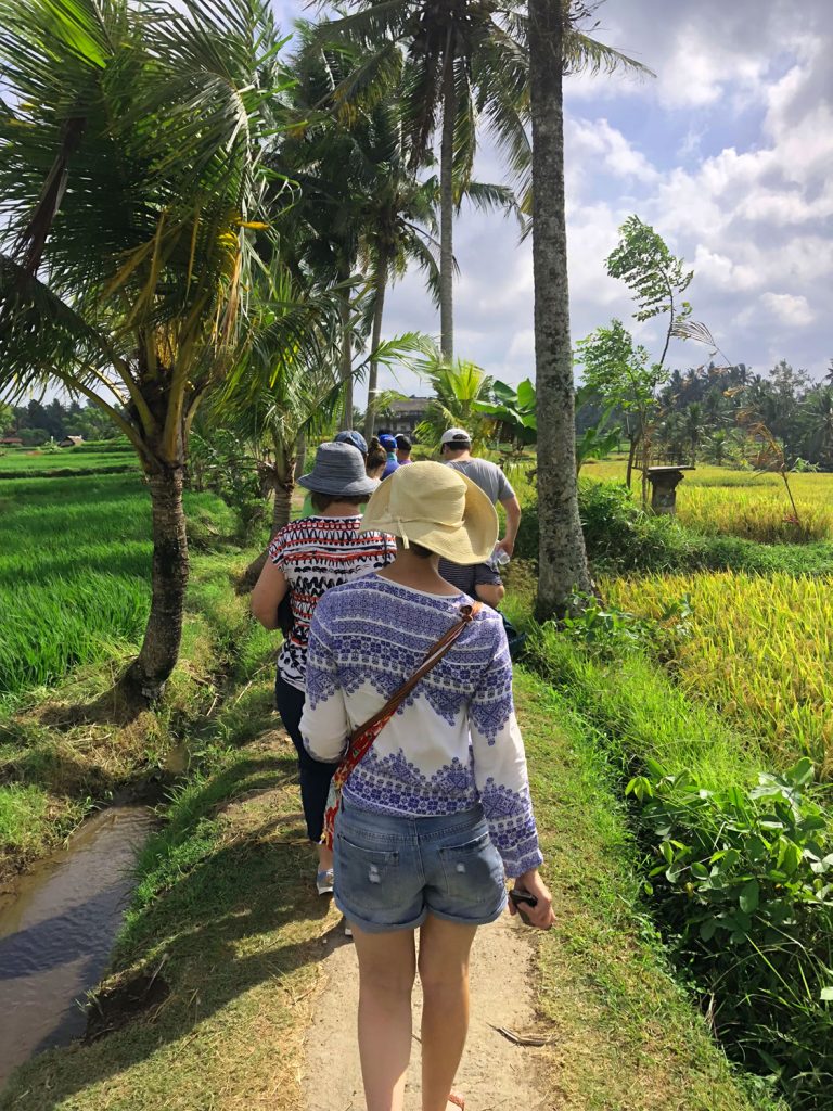 A Walk in the Rice Fields – Ubud Botany Interactive